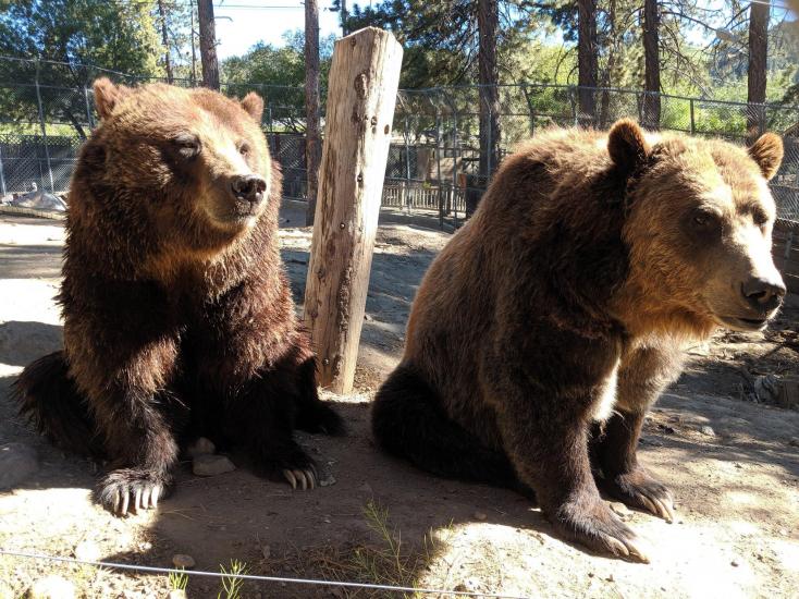 The Dream Of A Big Bear Alpine Zoo Has Come True The Dream Of A Big Bear Alpine Zoo Has Come True