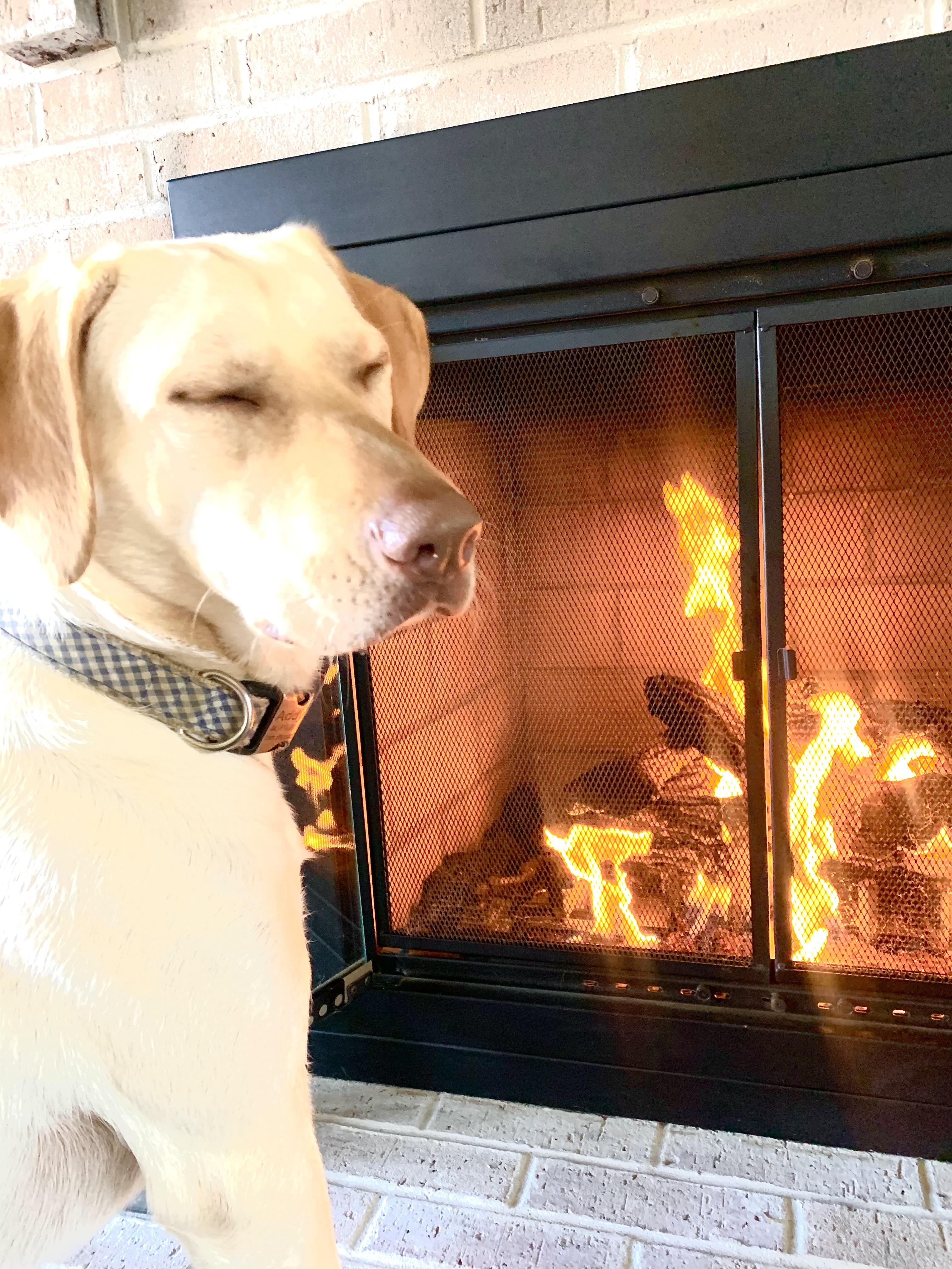 Fun Post: Share your pet photos! | INFORMS Open Forum