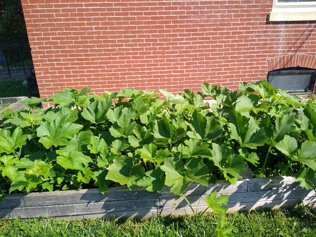 Garden update | Growing Together: Open Forum