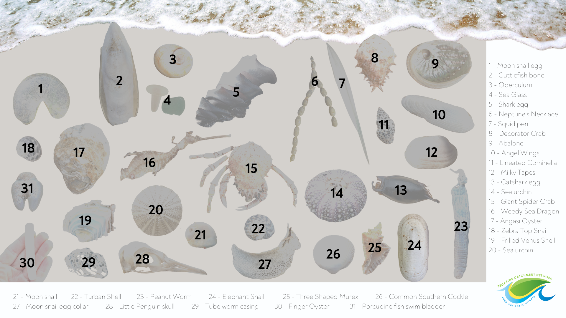 Let's go beachcombing | Coast & Waterways