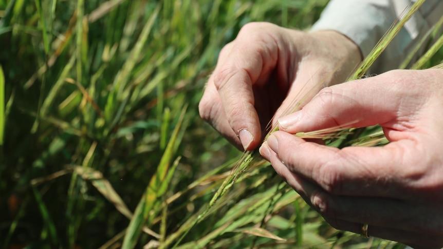 Northern Territory researchers successfully harvest native rice | NT