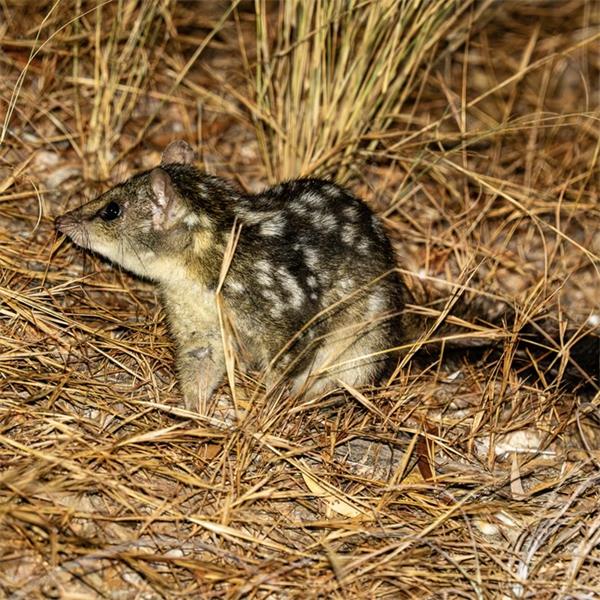 Northern Quoll Conservation in Far North Qld
