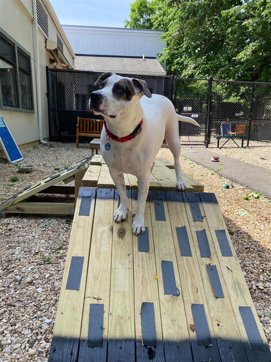 Eagle Scout and Gold Star Scout Project Ideas List! | Animal Welfare ...