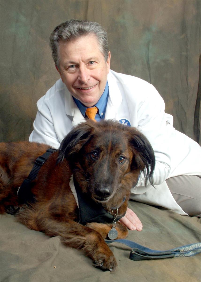 Maddie's Insights - Treatment Options for Canine Fears and Anxiety ...