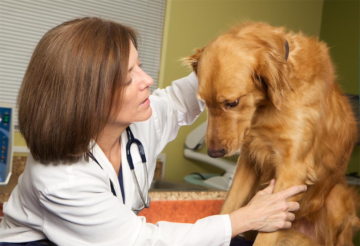 New Report Reveals Growing Barriers to Veterinary Care for Pet Families ...