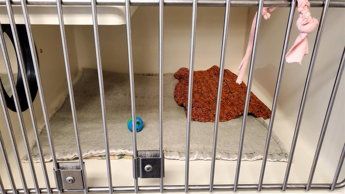 Cat Shelter Kennel Liners | Animal Welfare Professionals