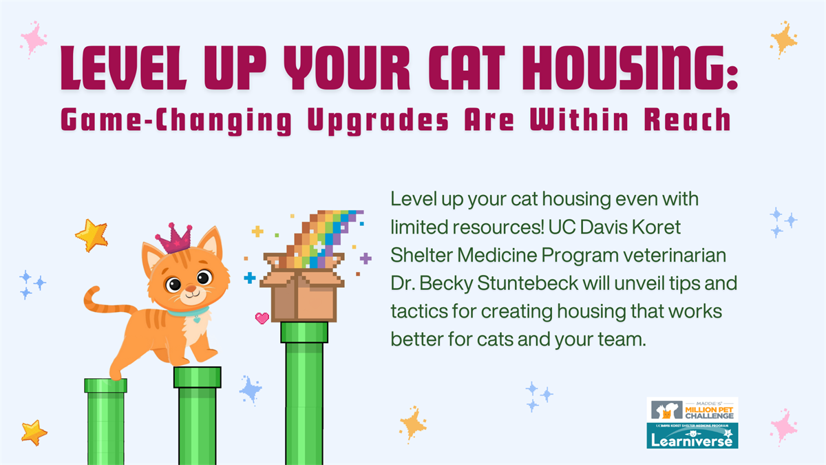 Level Up Your Cat Housing: Game-Changing Upgrades Are Within Reach ...