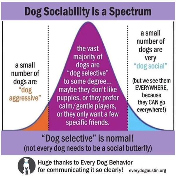 Dog Sociability is a Spectrum: from Every Dog Behavior and Training ...
