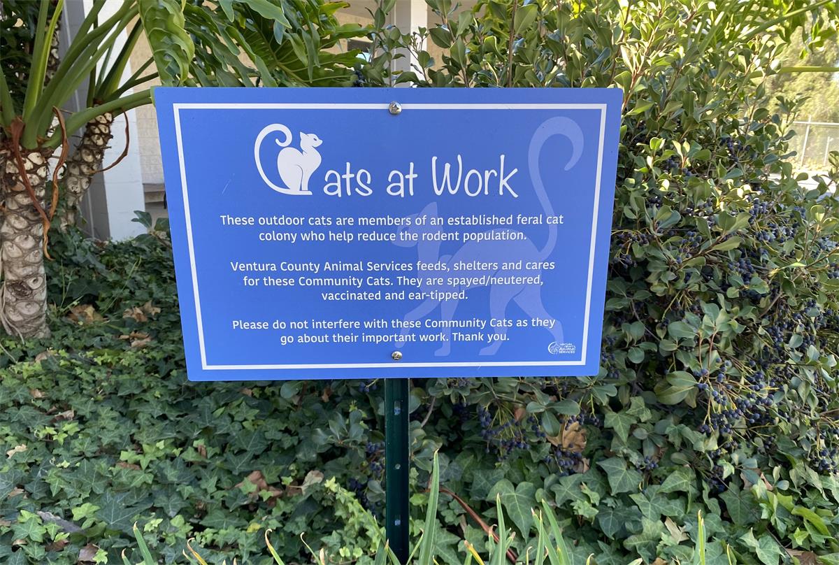 Tips for shelter monitored outdoor cat colonies | Animal Welfare ...