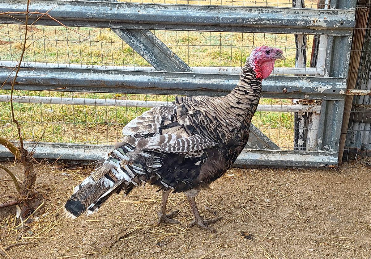 Know Your Bird: What's Up With Heritage Turkeys?