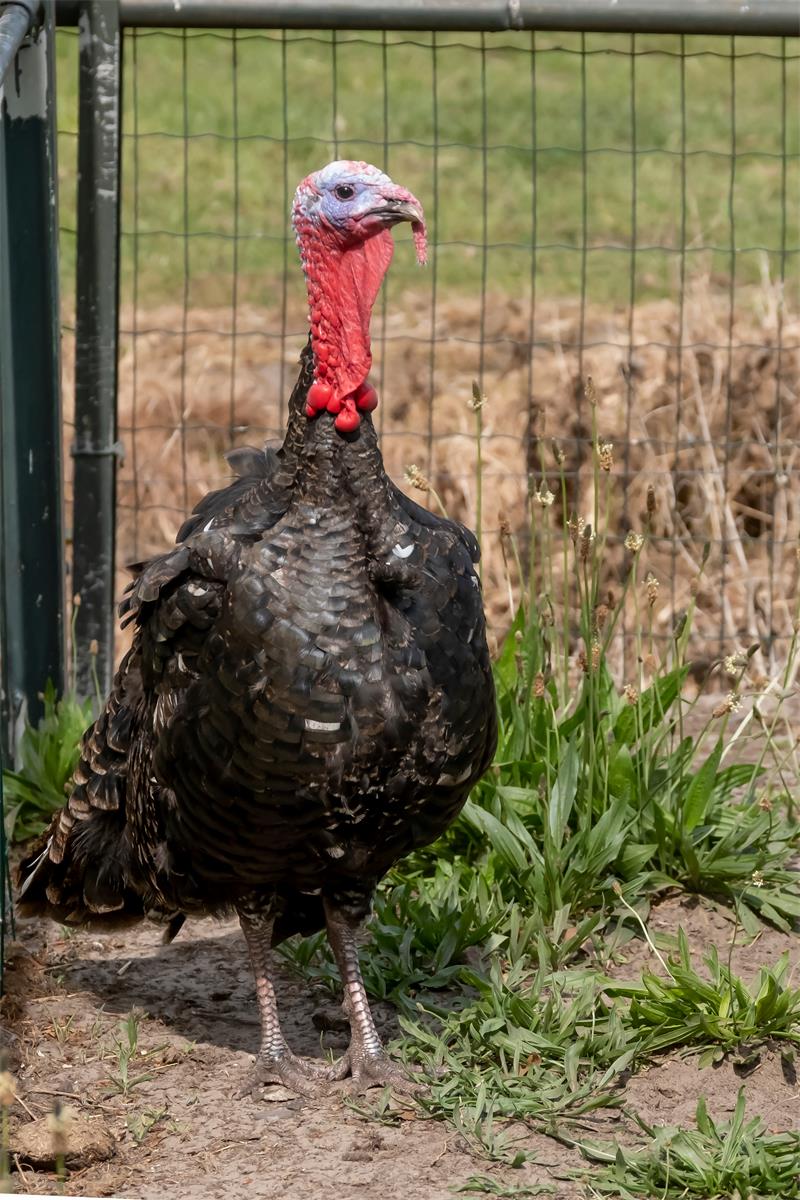Know Your Bird: What's Up With Heritage Turkeys?