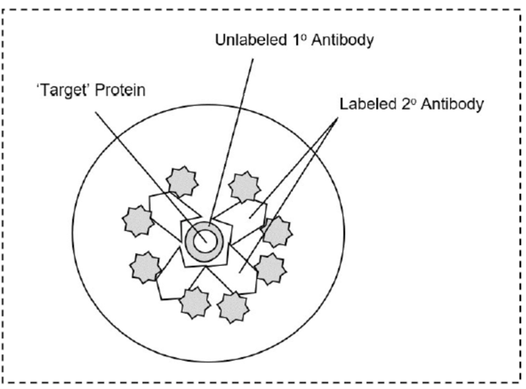 Direct vs Indirect IHC