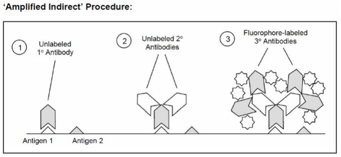 Direct vs Indirect IHC