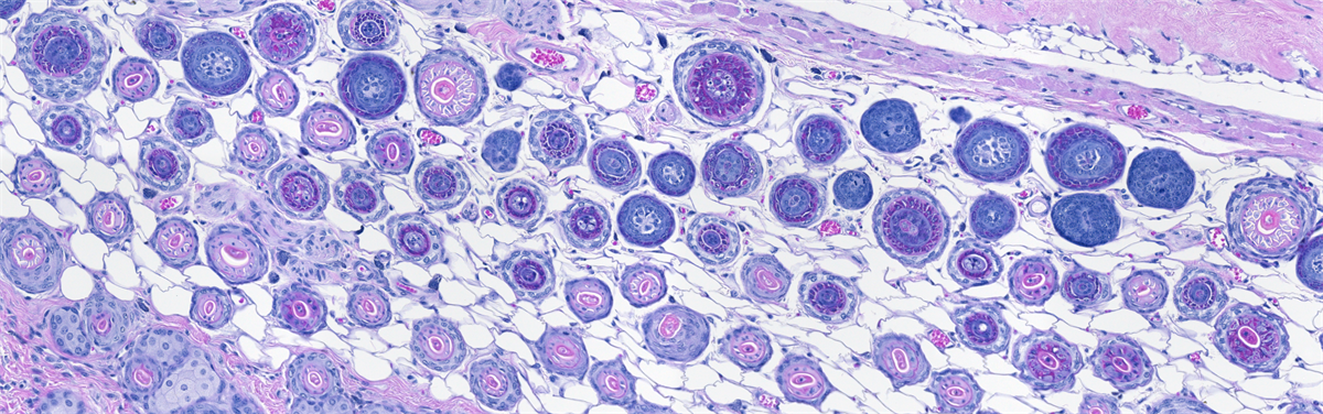 Art of the Stain Voting - National Society for Histotechnology