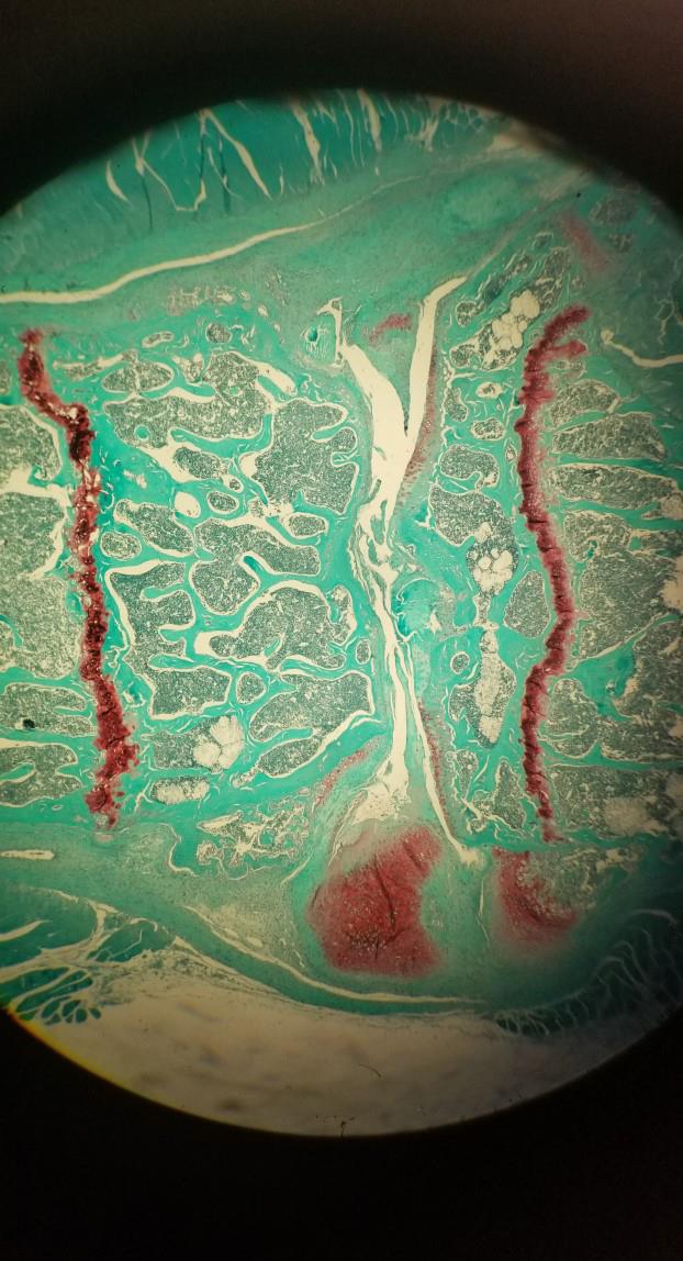 Art of the Stain Voting - National Society for Histotechnology