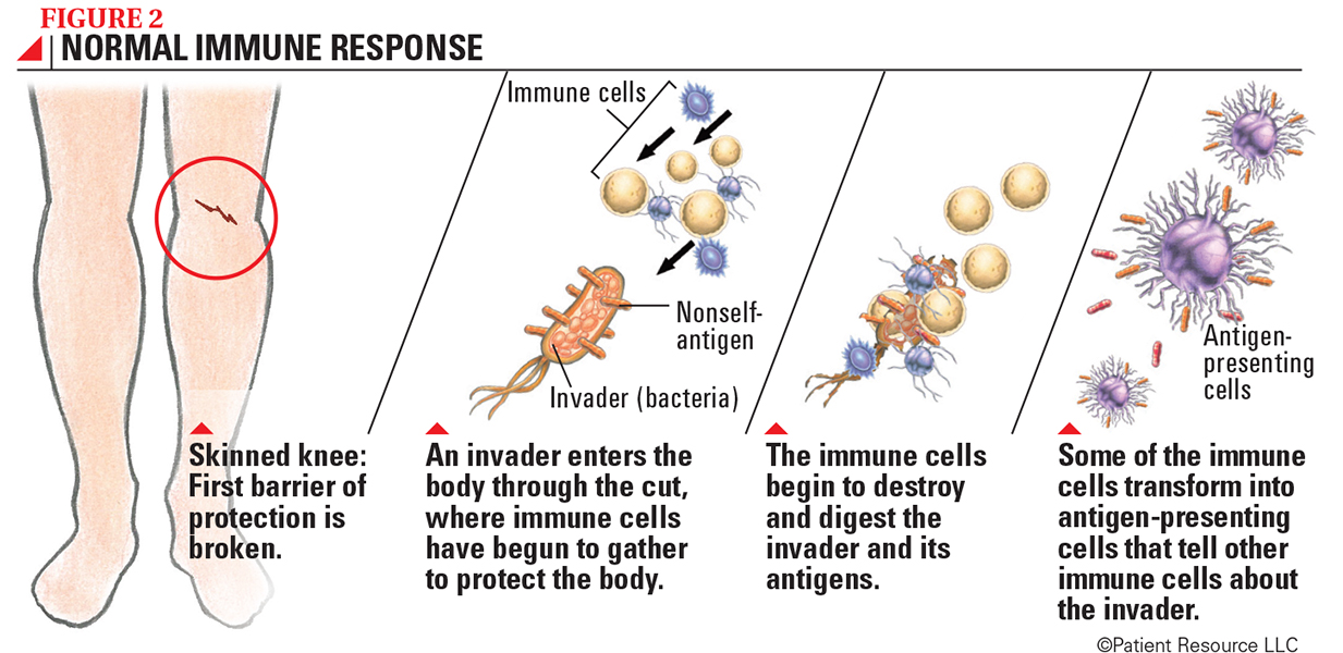 Antigens Immune System