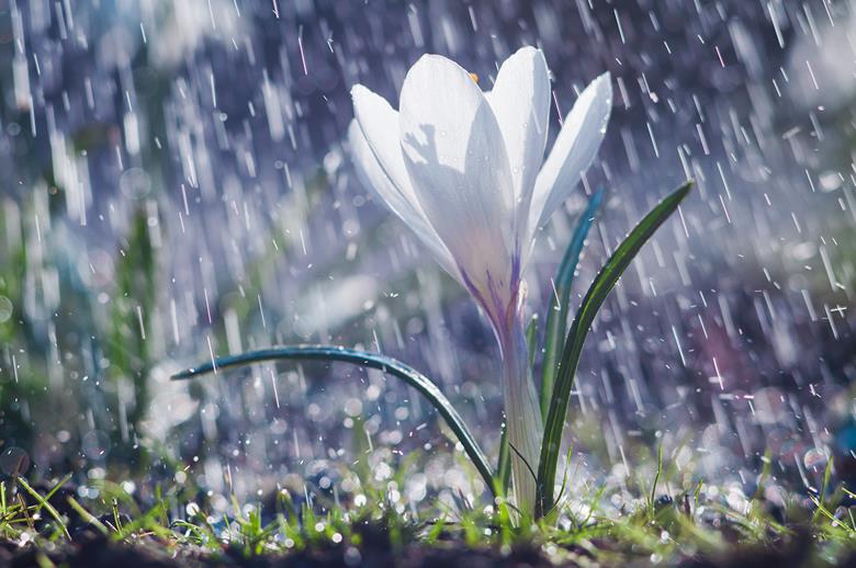 Note from the Editor | April Showers
