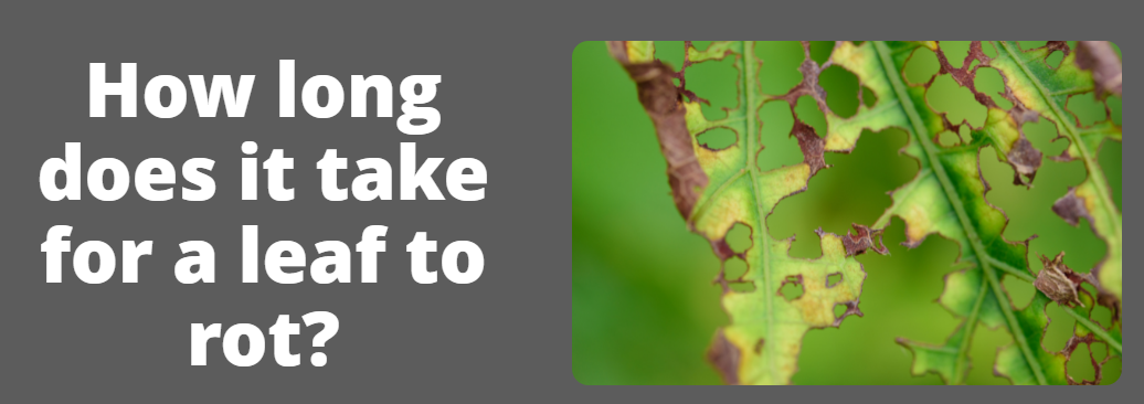 Explorify: A Hidden Gem for Science Teachers of All Levels